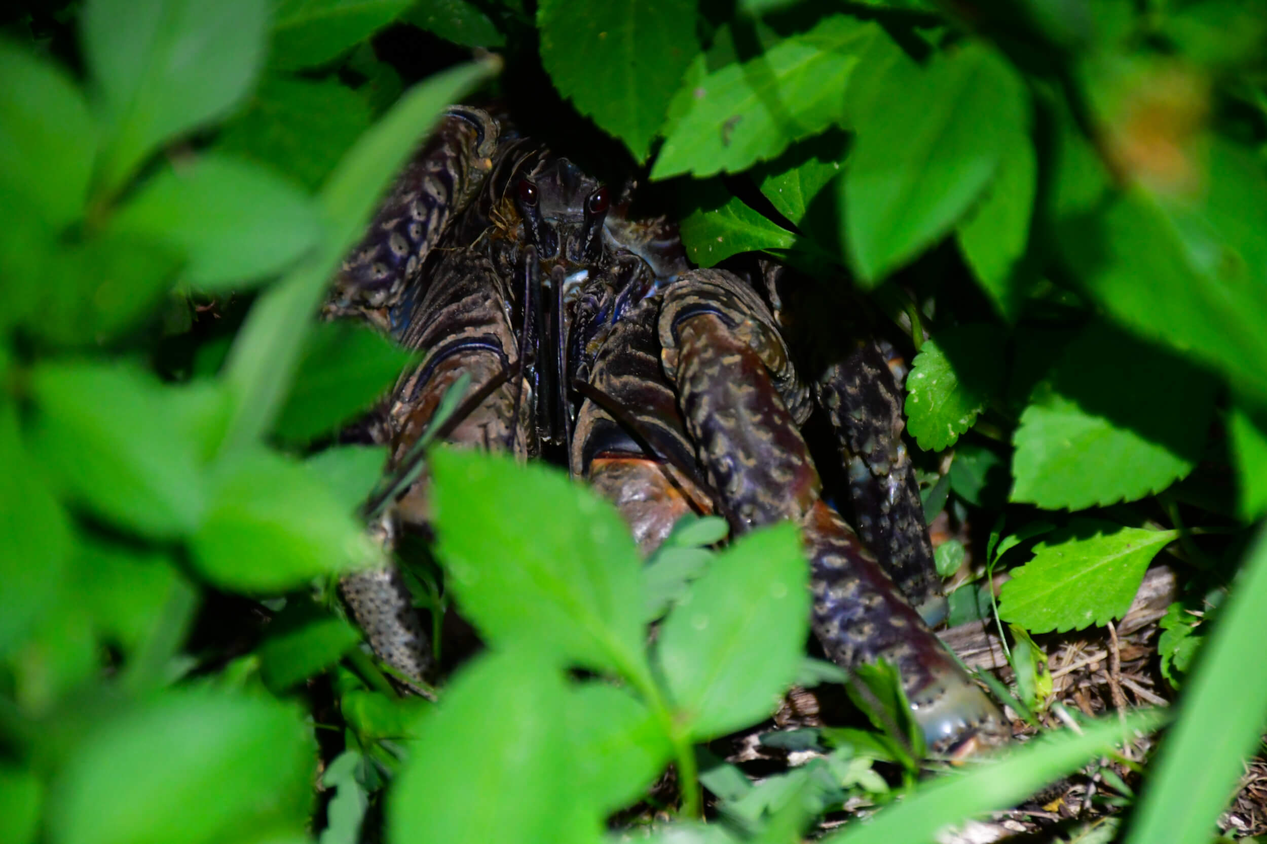 Iriomote Island, Japan - Beaches, Jungles, and Wild Cats - Zimmin ...