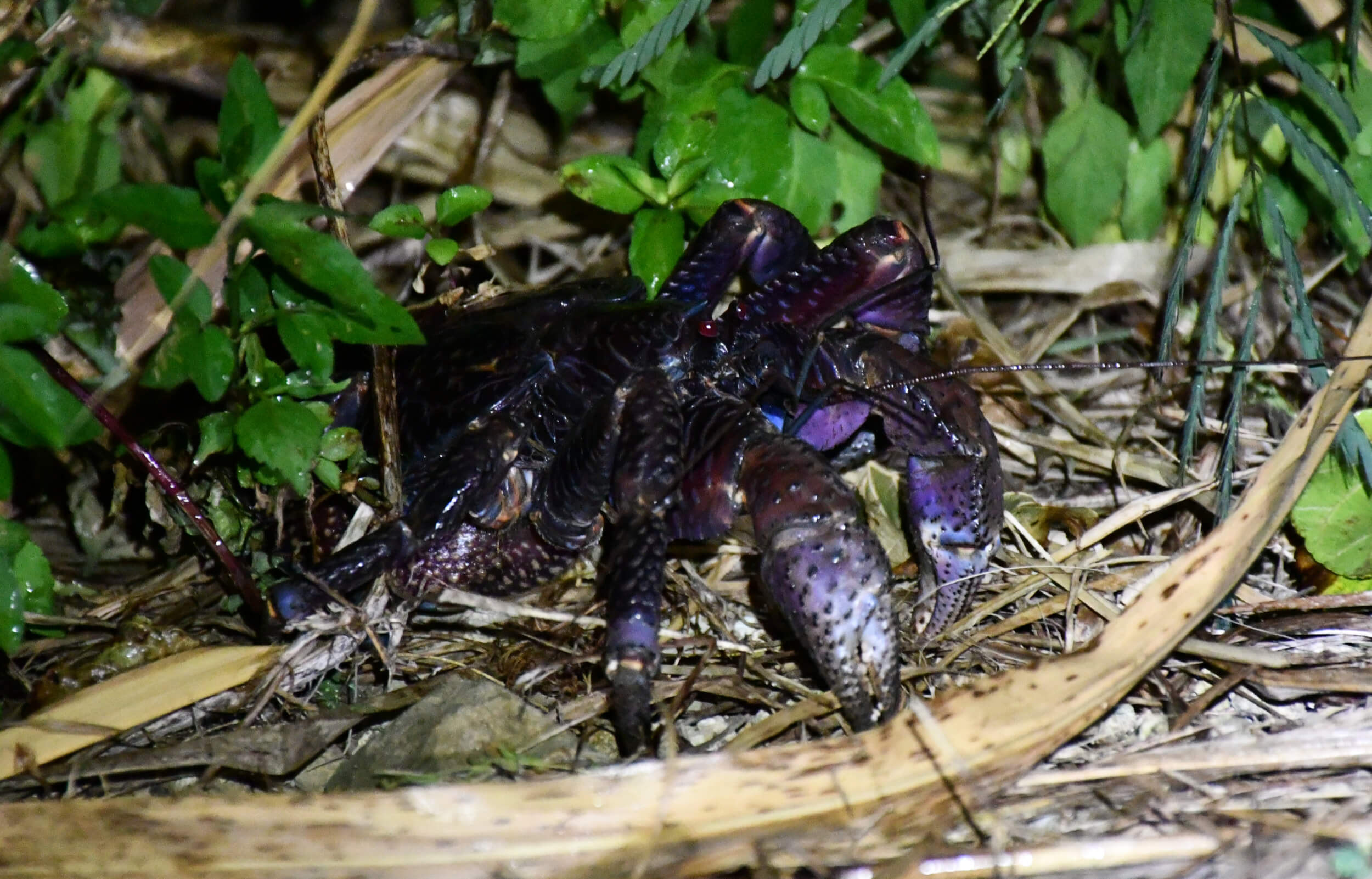 Iriomote Island, Japan - Beaches, Jungles, and Wild Cats - Zimmin ...