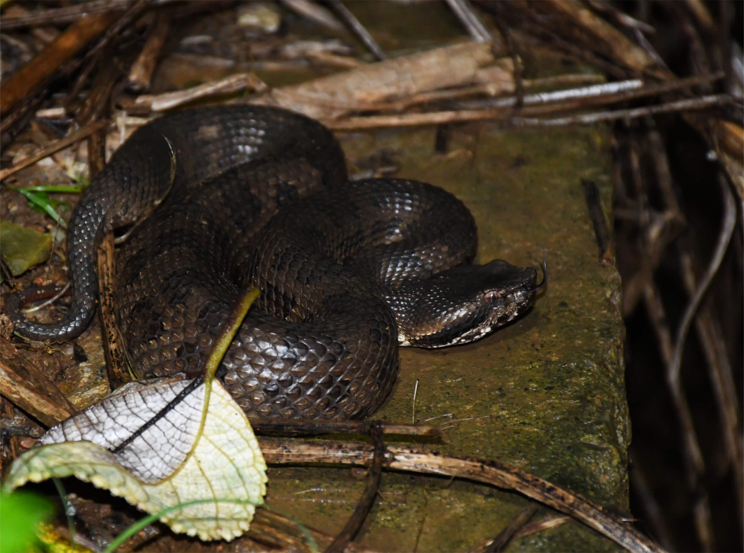 Okinawa Night Hike, Photographing Wildlife - Welcome to Zimmin Around ...