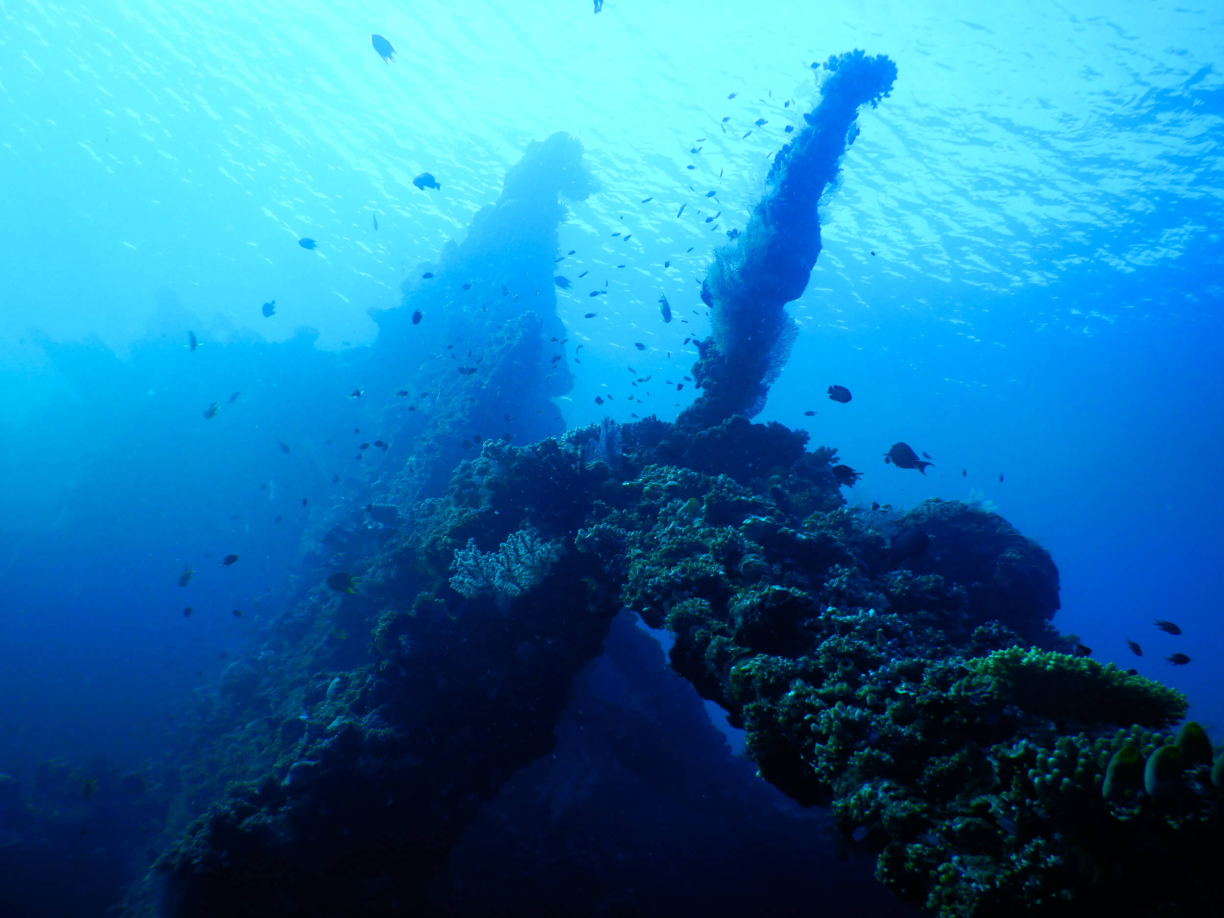 USAT Liberty Shipwreck Dive: One of Bali's Best Dive Sites - Welcome to ...