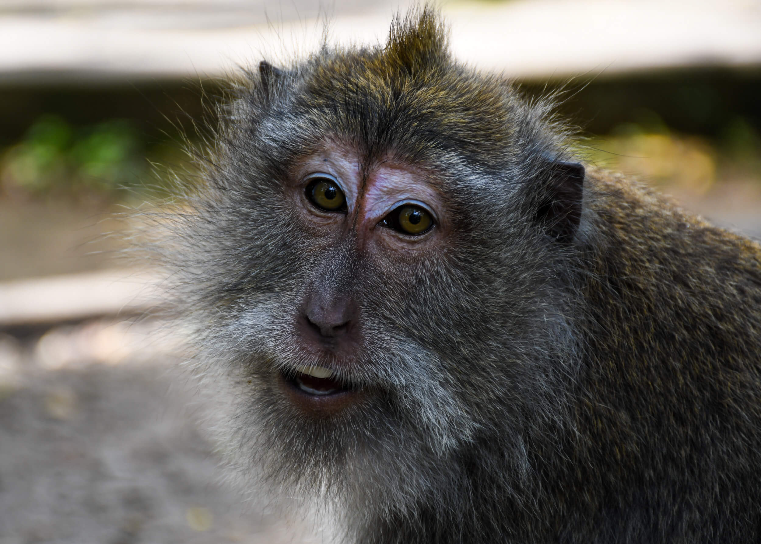 Visiting Ubud's Sacred Monkey Forest: All You Need to Know - Welcome to ...