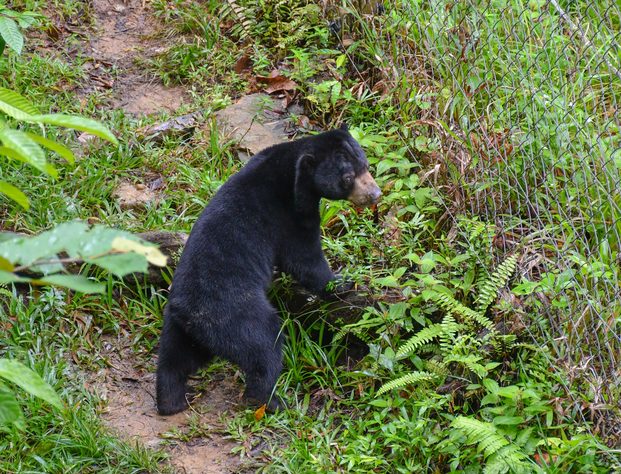 Bornean Sun Bear Conservation Centre: Wildlife Tourism in Borneo ...